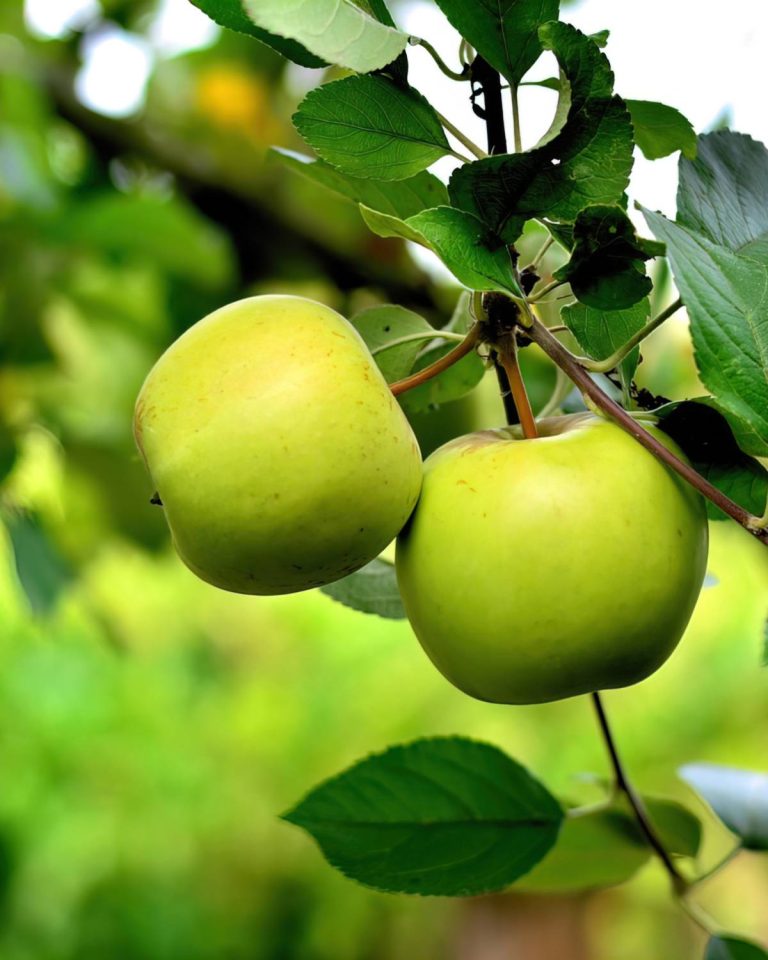 How to make fast & easy apple juice with a blender - Diary of a Midwest Mom